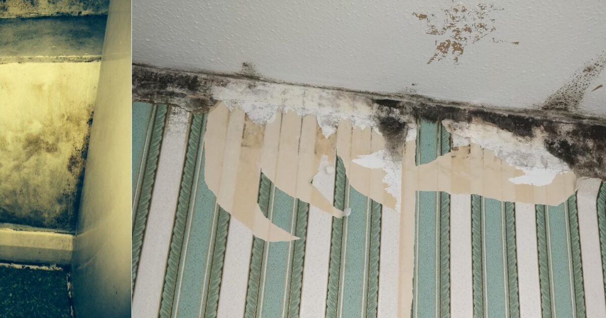 Damp Living Conditions in Social Housing - Vicky Foxcroft